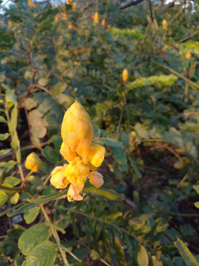 Candle Bush,Candle Bush, Ringworm Shrub, Stock Image - Image of dahvala ...