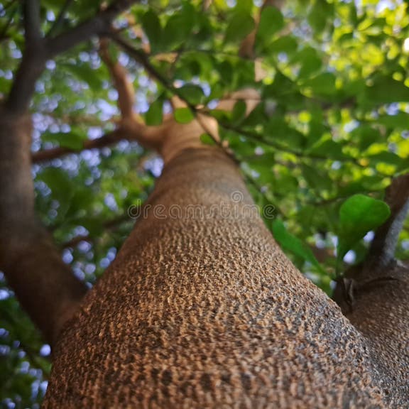 Candle Bush Tree in the Morning Stock Photo - Image of produce, morning ...