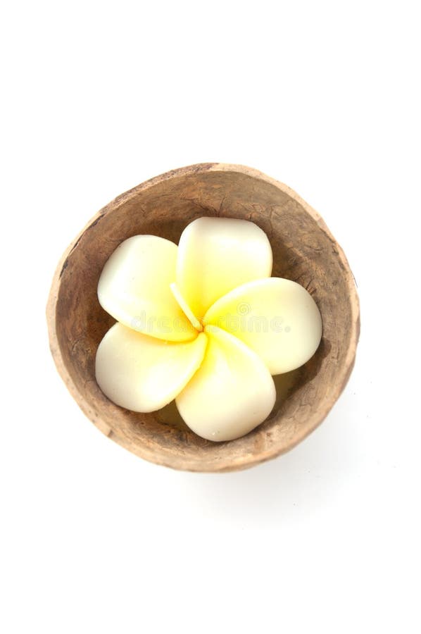 Candle flower stock photo. Image of plumeria, petals - 64351290