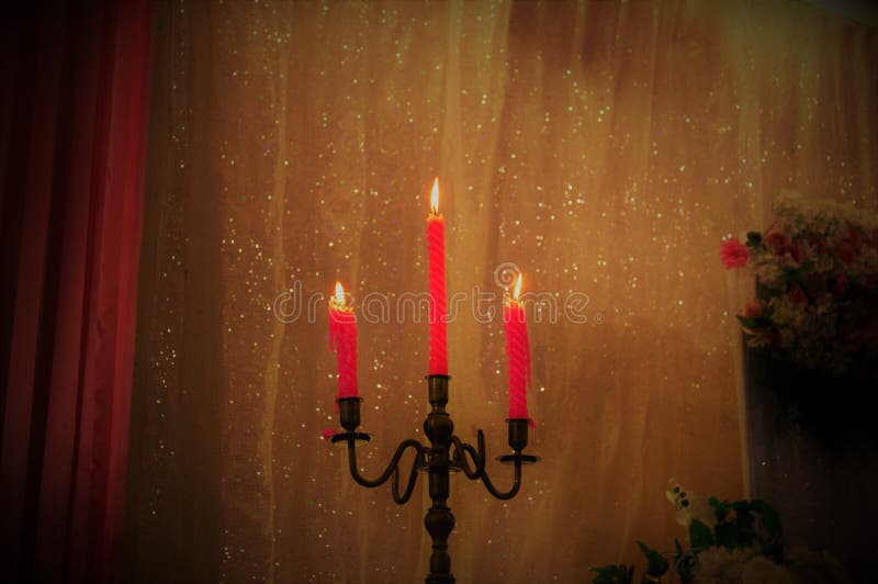 Chayacnidoscolus Stock Photos - Free & Royalty-Free Stock Photos from ...