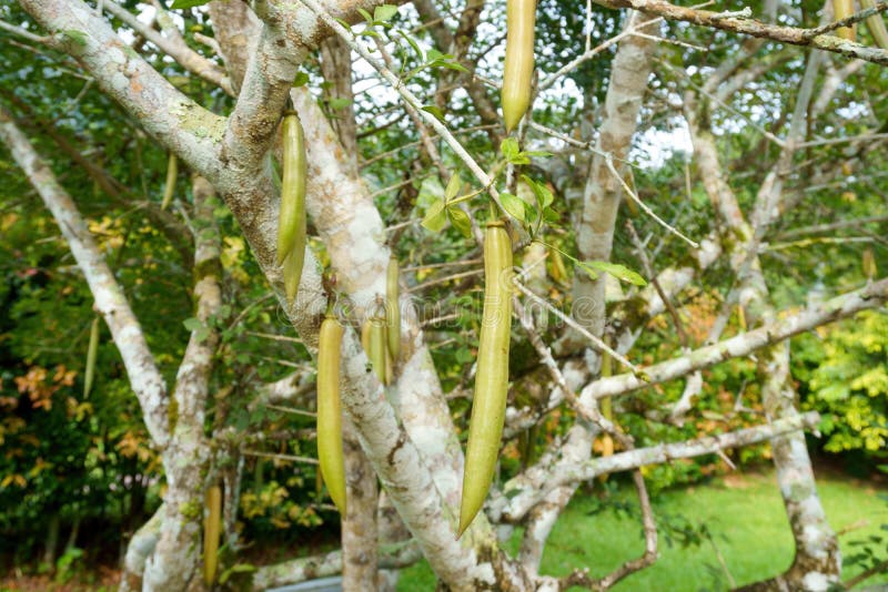 Candle Tree Branches with Fruits Stock Photo - Image of green, sunny ...