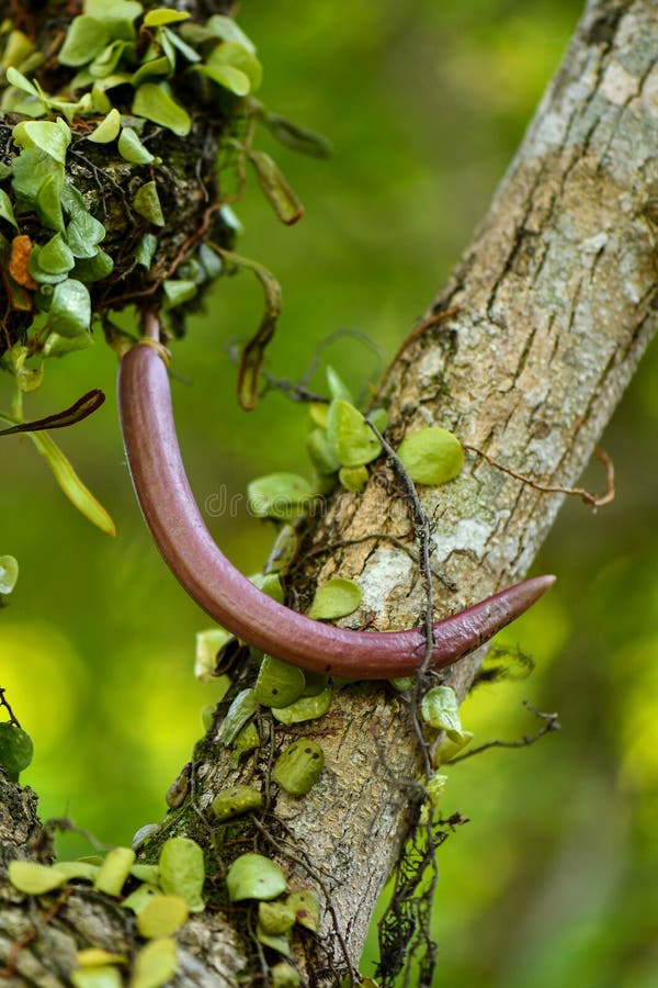 Candle Tree Fruit Hanging on Tree Top Stock Photo - Image of long ...