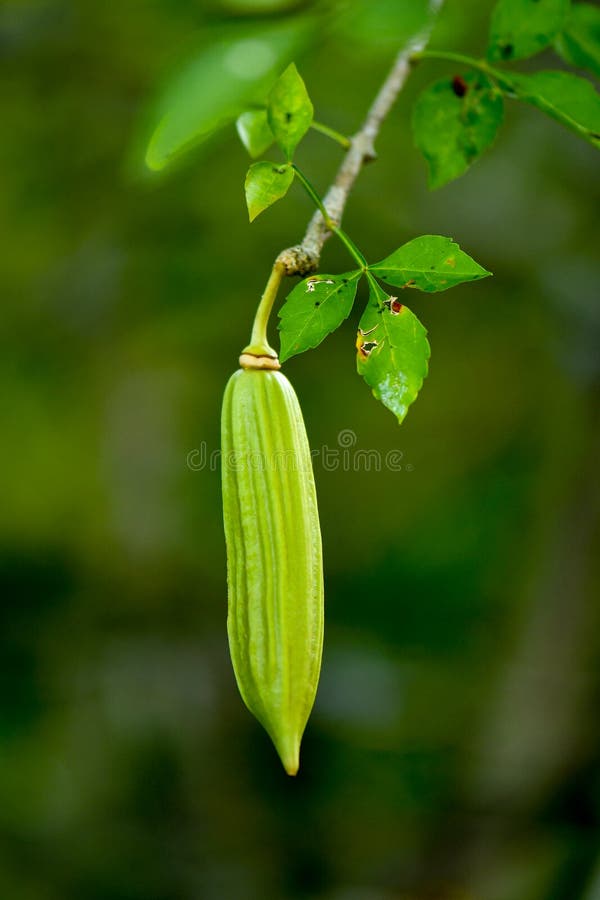 Parmentiera Edulis, Candle Tree Stock Photo - Image of berry ...