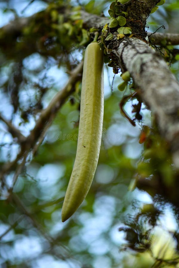 Candle Tree Fruit Hanging on Tree Top Stock Image - Image of beautiful ...