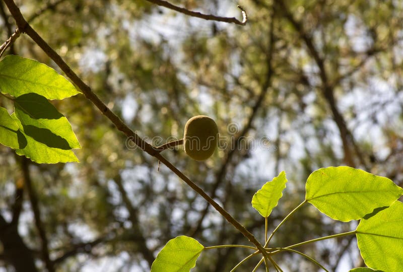 A Candlenut Fruit (Aleurites Moluccana) and Green Leaves, Shallow Focus ...