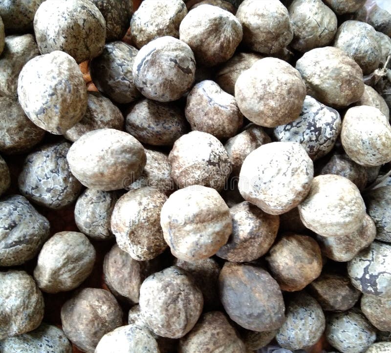 Candlenut in Indonesian Traditional Market Stock Image - Image of ...