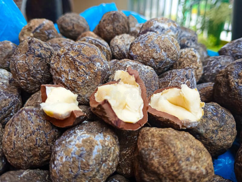 Candlenut is a Plant Whose Seeds are Used As a Source of Oil and Spices ...