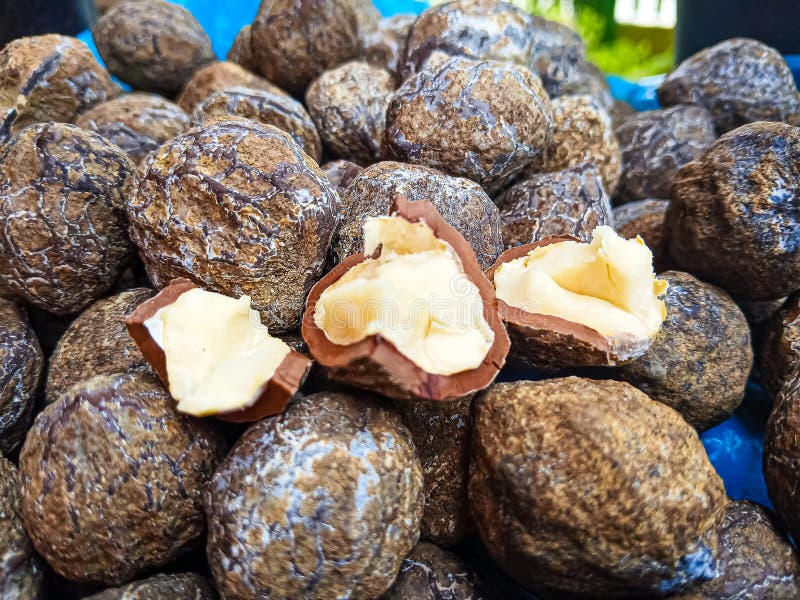 Candlenut is a Plant Whose Seeds are Used As a Source of Oil and Spices ...