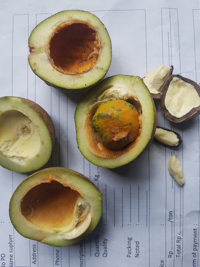 Candlenut Shells Stock Photos - Free & Royalty-Free Stock Photos from ...