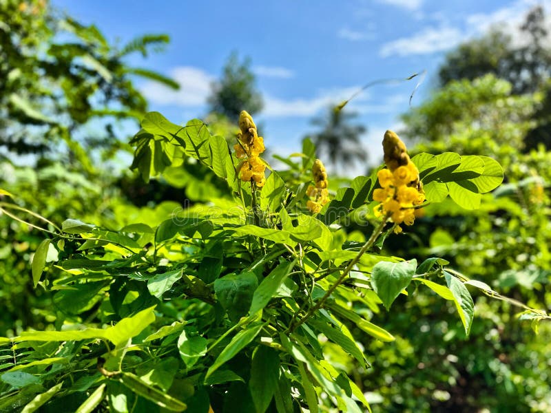 Candlestick Plant in Tropical Rainforest Stock Image - Image of plants ...