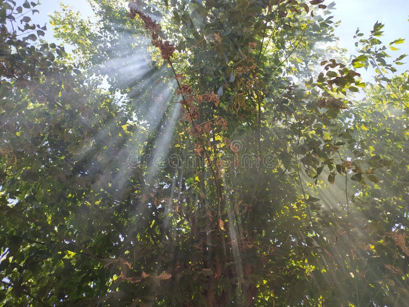 Candlestick tree stock image. Image of gardens, pruner - 214434725