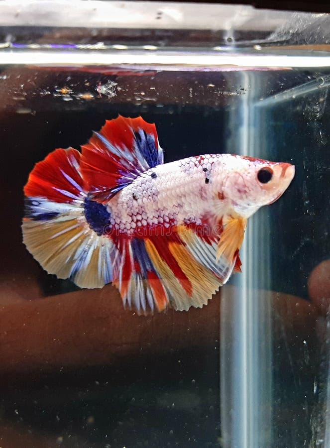 Candy Betta Fish stock photo. Image of bird, reef, wing - 229561312