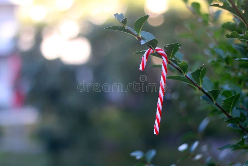 Candy Cane Plant Red Leaves Stock Photos - Free & Royalty-Free Stock ...