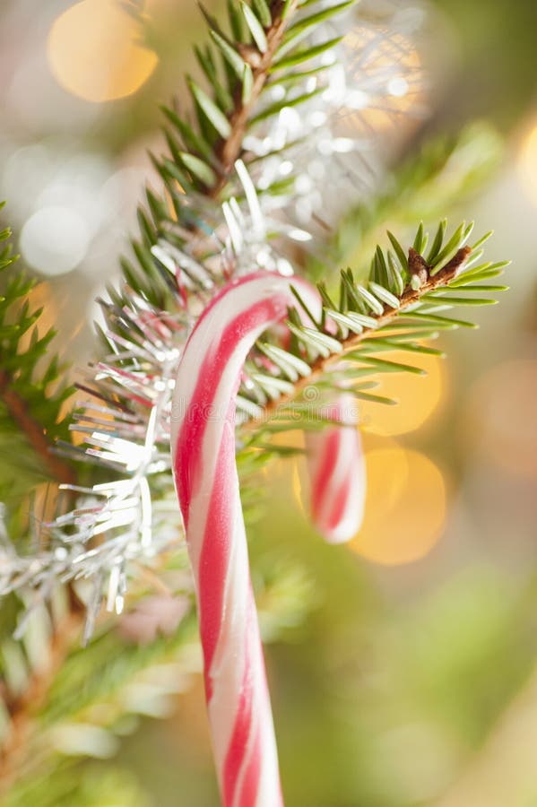 Close Up Candy Cane Hanging Christmas Tree Stock Photos - Free ...