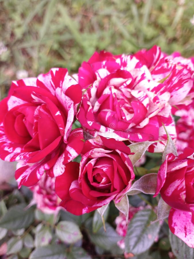Candy cane rose stock image. Image of shrub, petal, flower - 251779283
