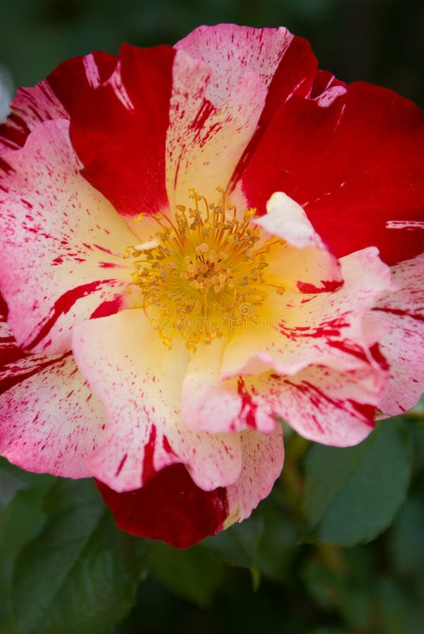 Candy Cane Rose stock image. Image of rose, rosa, flower - 29939763