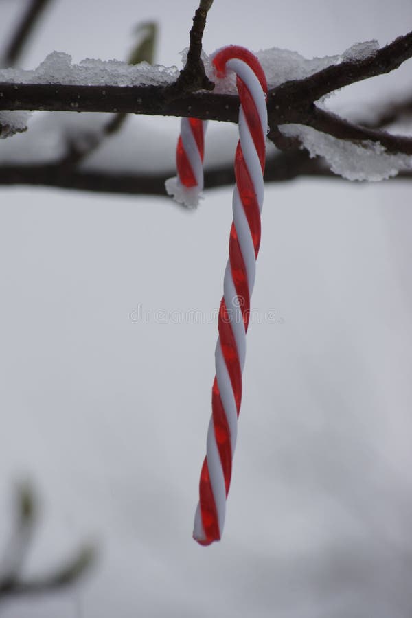 Candy cane and the tree. stock image. Image of cold, hang - 46919695