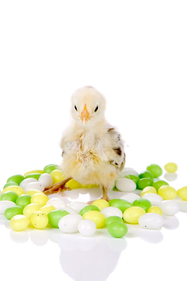 Candy chicken stock photo. Image of chickens, cute, young - 4439490