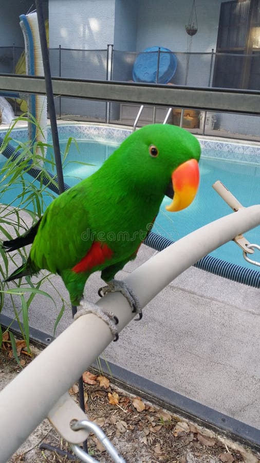 Candy corn stock photo. Image of corn, bird, candy, beak - 52244984