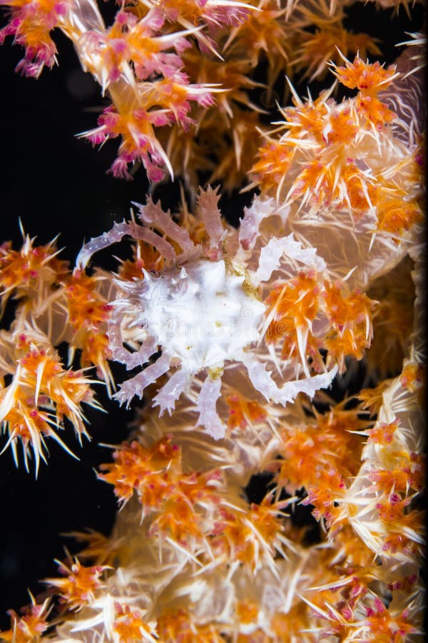 Candy crab stock image. Image of marco, beach, leisure - 35289299