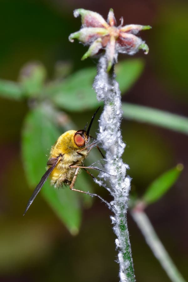Fly Sirfide Stock Photos - Free & Royalty-Free Stock Photos from Dreamstime