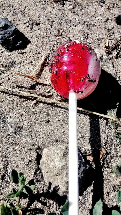 143 Candy Insects Stock Photos - Free & Royalty-Free Stock Photos from ...