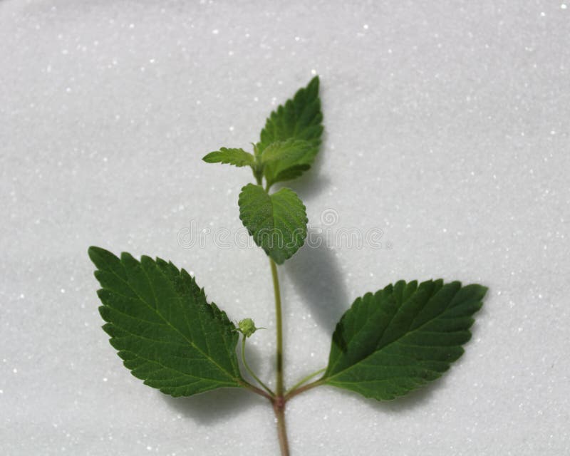 A candy leaf on sugar stock photo. Image of nature, phyla - 190422648