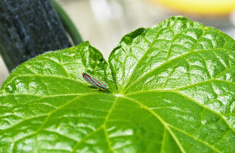 Candy-Striped Leafhopper stock image. Image of green - 56217929