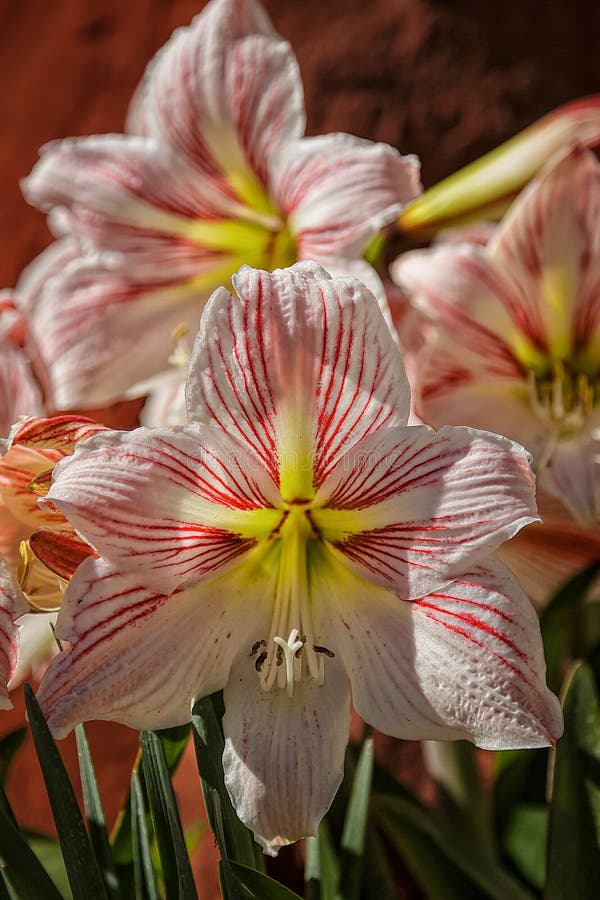 The Candy Striped Lily stock photo. Image of beautiful - 54180070