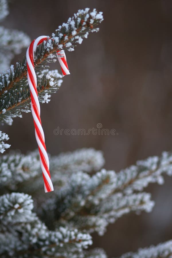 Candy Cane on a Frost Covered Spruce Tree Branch Stock Photo - Image of ...