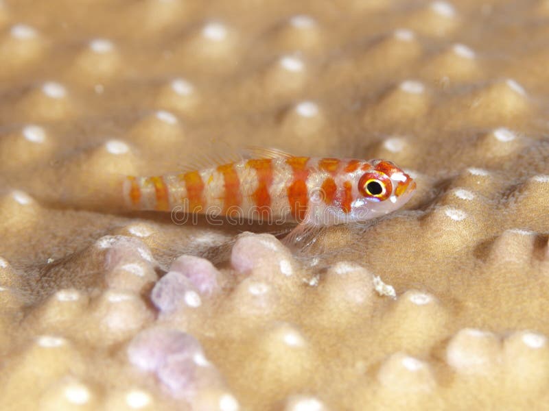 Candycane pygmy goby stock image. Image of wild, trimma - 35958859