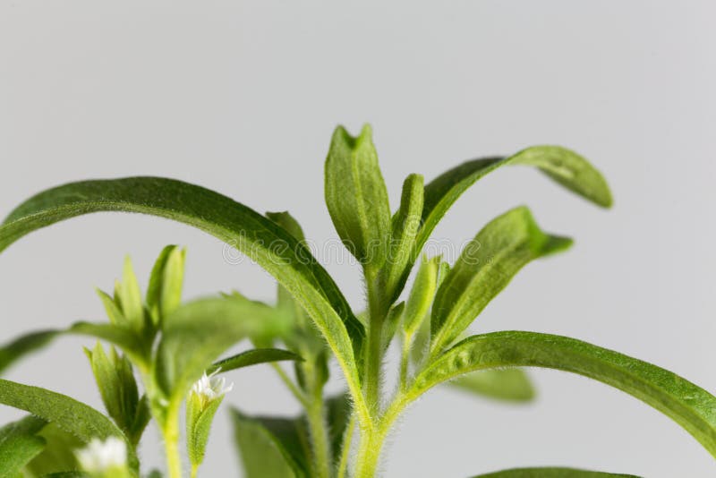 Candyleaf Plant Stevia Rebaudiana Stock Image - Image of beautiful ...