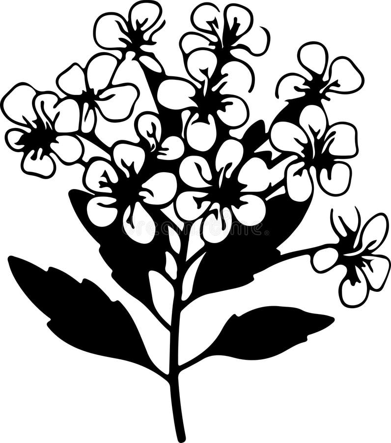 Candytuft Black Silhouette Generative Ai Stock Vector - Illustration of ...