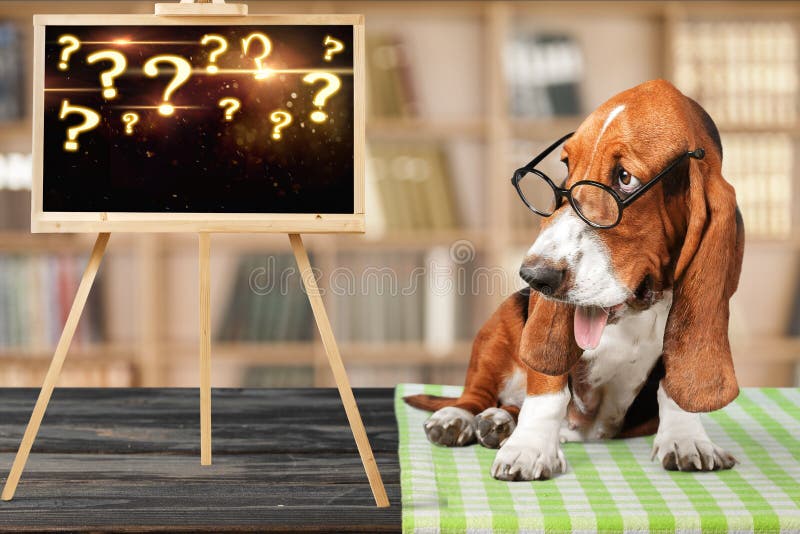 Punto Interrogativo Del Cane Immagine Stock - Immagine di information, confusione: 28749409