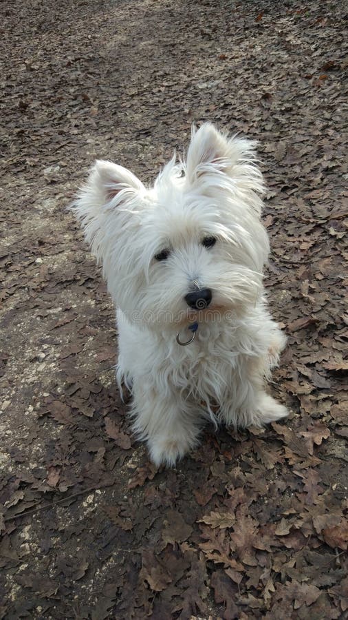 Cane stock photo. Image of cane, terrier, white, highland - 117579792