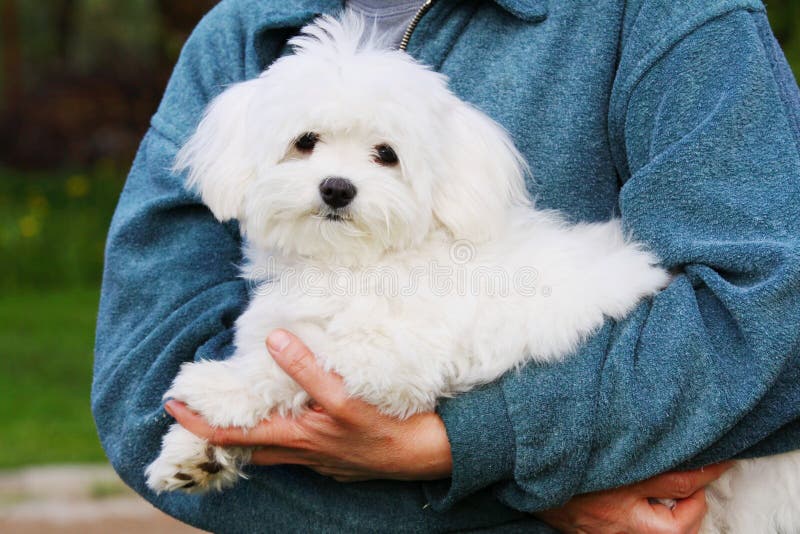 Cane immagine stock. Immagine di riccio, maltese, piedi - 14126237