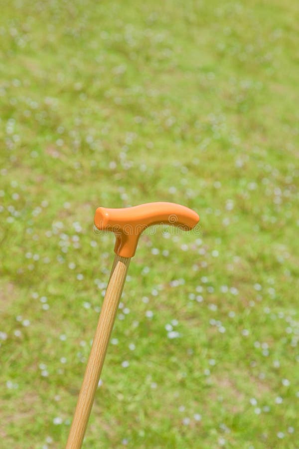 Cane stock photo. Image of fine, outdoor, spring, summer - 14720550