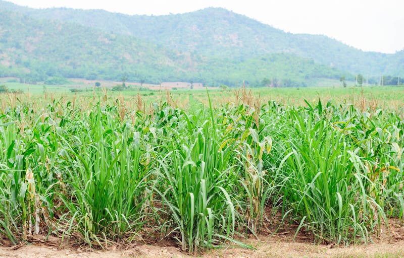 Cane stock image. Image of farming, colorful, nature - 24429071