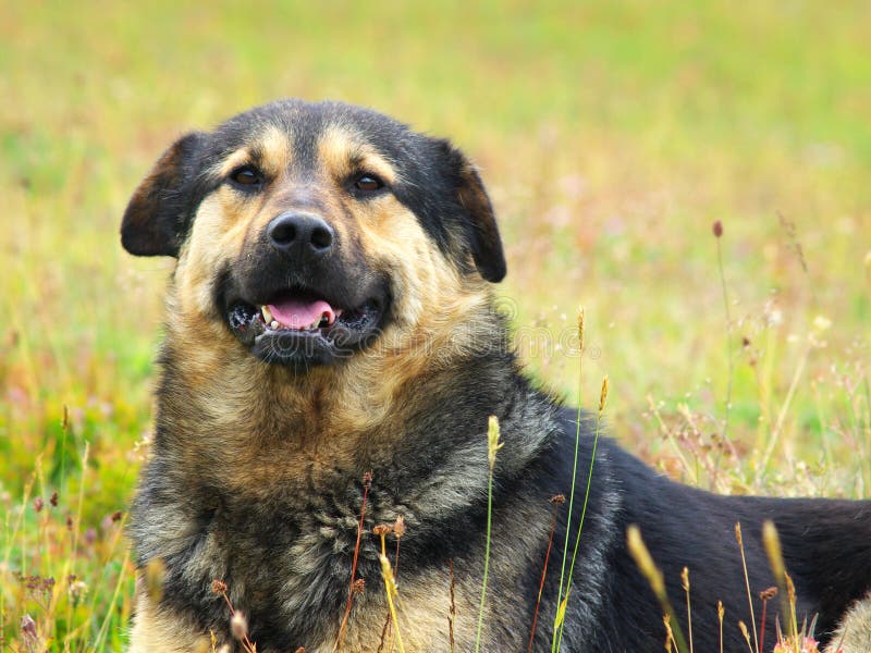 Cane Pastore Turco fotografia stock. Immagine di ritratto - 9101160