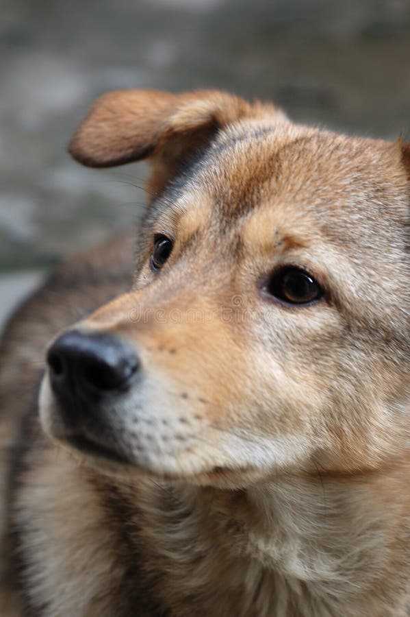 Cane Pastore Turco fotografia stock. Immagine di ritratto - 9101160