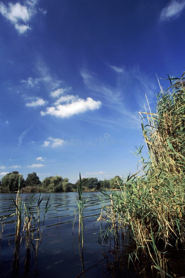 Cane stock photo. Image of nature, water, rush, river, beauty - 545856