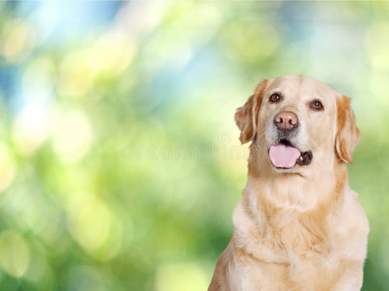 Cane immagine stock. Immagine di bocca, comunicazione - 59998145