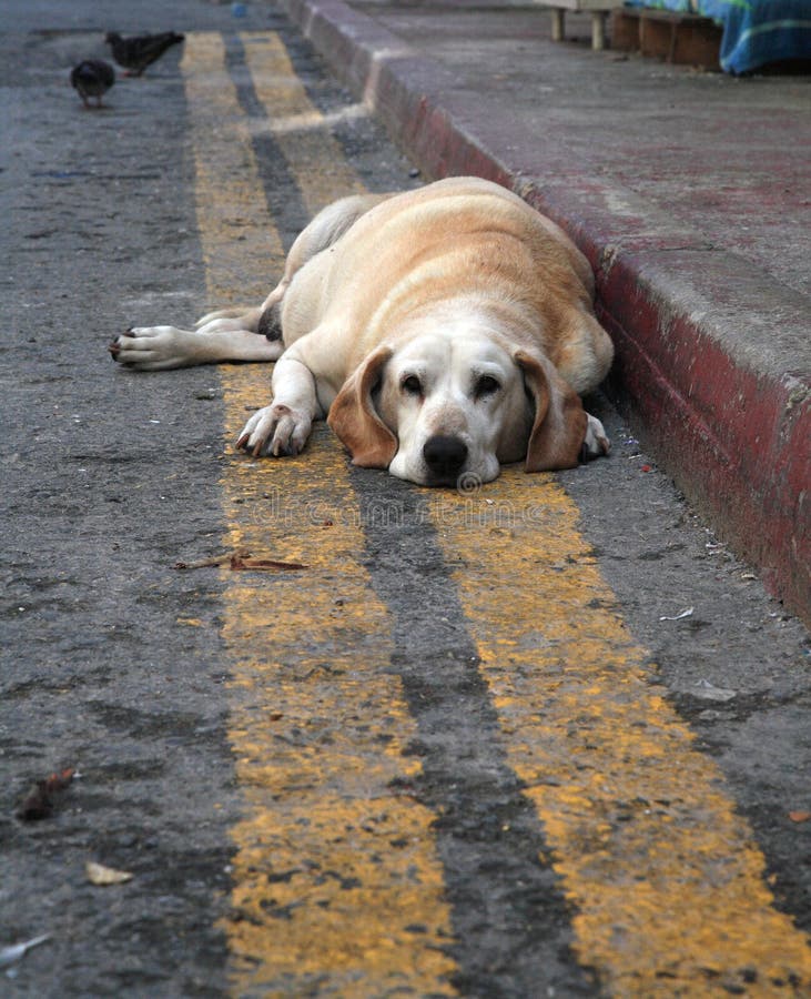 Cane Abbandonato Dolce E Triste Immagine Stock - Immagine di ...