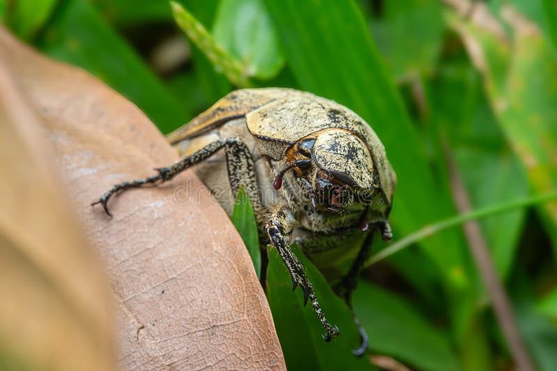 Cane Beetle that is Walking Crawling on the Rocks Stock Image - Image ...