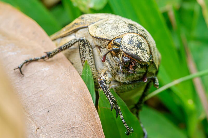Cane Beetle is Sitting on the Rock Stock Image - Image of closeup ...
