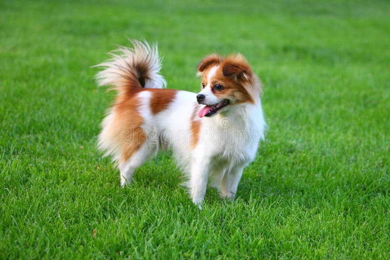 Cane bello fotografia stock. Immagine di prato, cane - 20871924