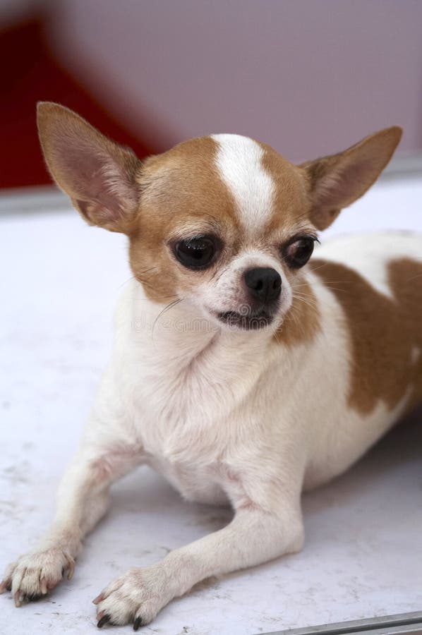 Cane bello, chihuahua fotografia stock. Immagine di bambino - 6584532