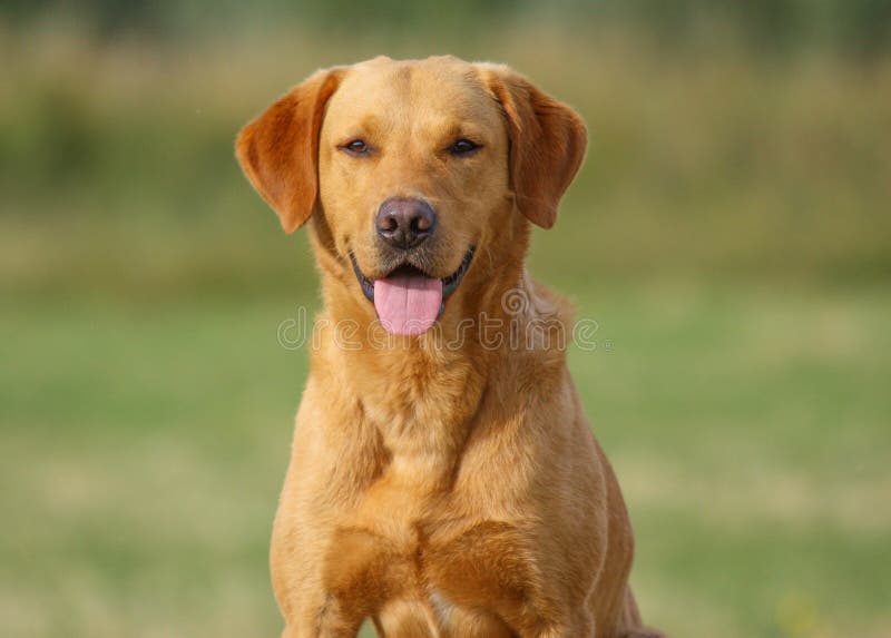Cane Bello Giallo Di Labrador Immagine Stock - Immagine di volpe ...