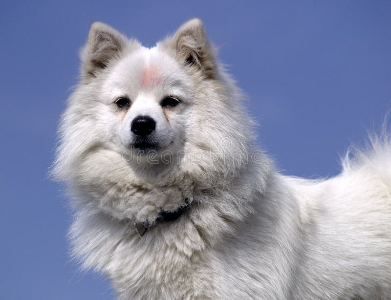 Cane di Volpino fotografia stock. Immagine di adorable - 27598268