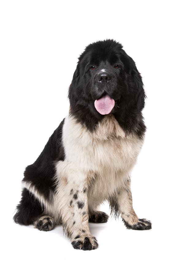 Cane in Bianco E Nero O Landseer Di Terranova Fotografia Stock ...